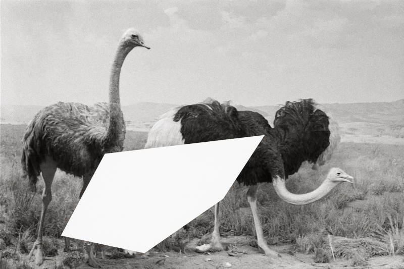 I Musei comunali d'arte di Ascona / Esposizioni / Teres Wydler