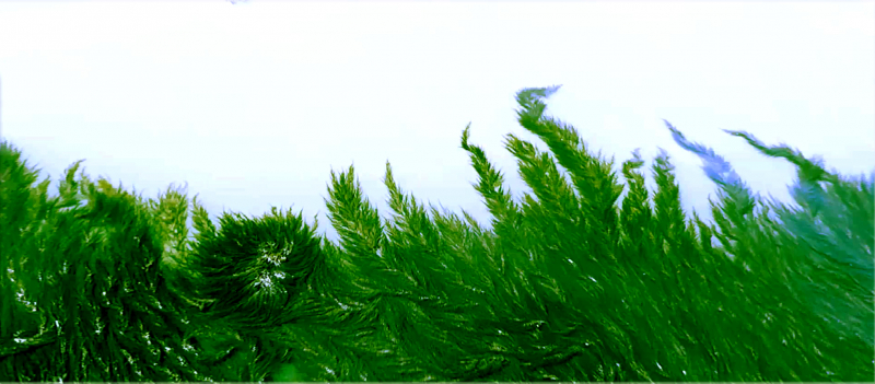 Die Kunstmuseen der Gemeinde Ascona / Ausstellungen / Teres Wydler